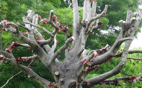 5 Bad Pruning Examples Avoid These Mistakes When Pruning Your Virginia Trees Riverbend