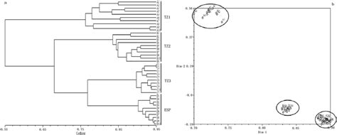 Upgma Dendrogram A And Principal Coordinate Plot B Based On Msap