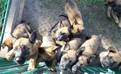 Як подбати про чотирилапих улюбленців у спеку Читайте на Ukr Net