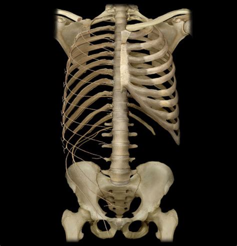 Anatomy Activity 8 Intercostal Lumbar Sacral Plexus Flashcards Quizlet