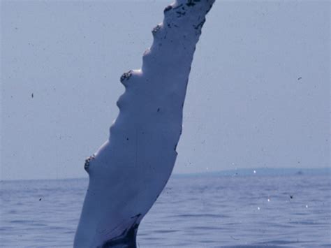 Wind Turbines Inspired By Whales Interviews