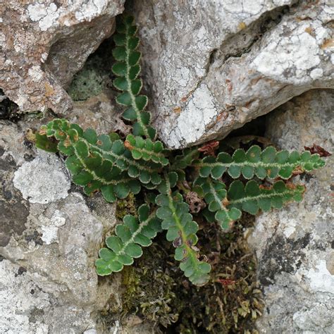 Asplenium Ceterach