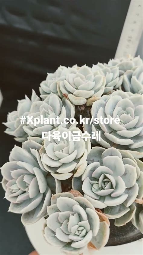 팔로우할인묵은다육자연군생전문 Youtube