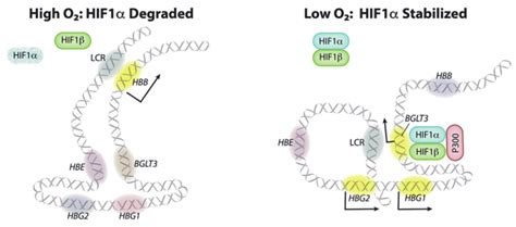 Model Of The Activation Of γ Globin Transcription By Hif1α In Adulttype Download Scientific