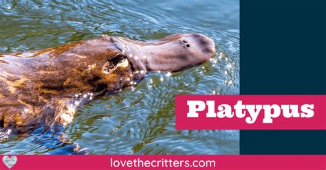 Platypus Love The Critters