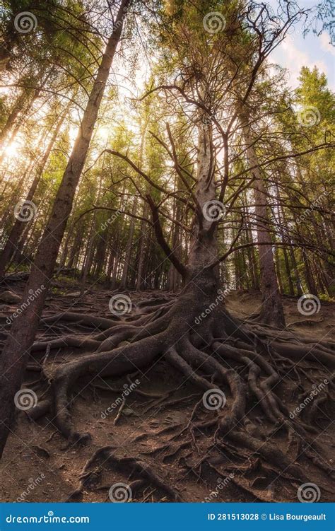 The Grandfather Tree In Redwood National Park Is A Tall Old Growth Tree Located In Northern
