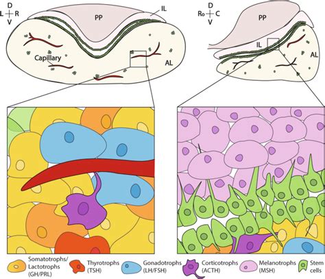 垂体干细胞生态位中的细胞相互作用 Cellular And Molecular Life Sciences X Mol