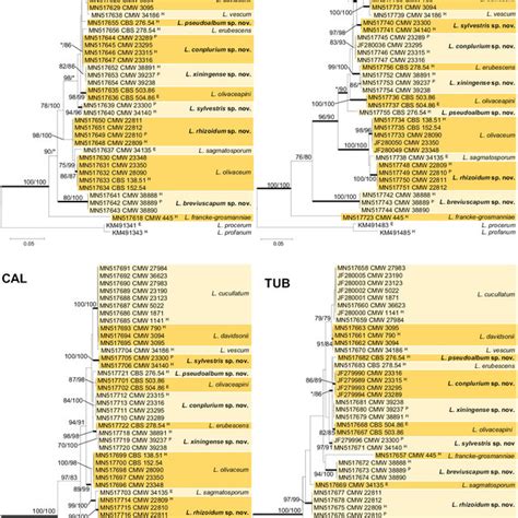 Ml Trees Of The L Olivaceum Complex Generated From Dna Sequences Of