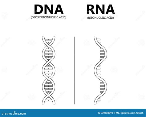 Dna Vs Rna Vector Illustration Educational Genetic Acid Explanation