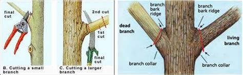 Pruning Babe Trees For Future Strength And Long Life Part Equipment And Pruning Techniques