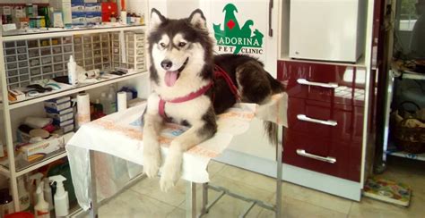 همه چیز در مورد سیستم تناسلی سگ ها و رفتار جنسی آنها کلینیک آدورینا