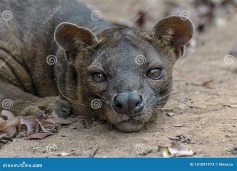 The Detail Of Fossa Cryptoprocta Ferox Unique Endemic Species Stock