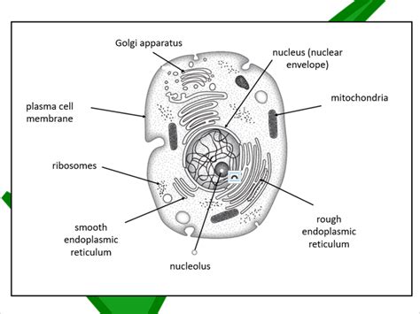 eukaryotic cells edexcel int a level biology teaching resources