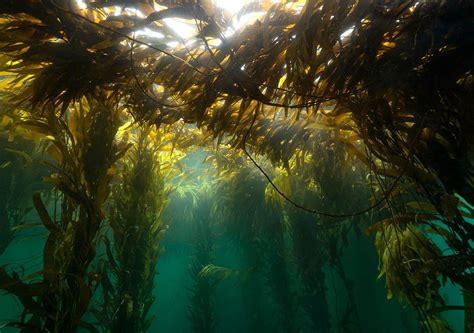 What Are Kelp Forests And Why Are They So Important For The Planet