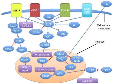 Abbreviated Summary Of Key Pathways For Targeted Therapies In Sclc