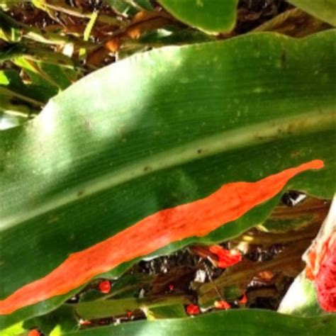 Leaf Disease Segmentation With Trainvalid Split Kaggle