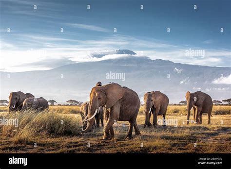 Herd Of Large African Elephants Walking In Front Of Mount Kilimanjaro