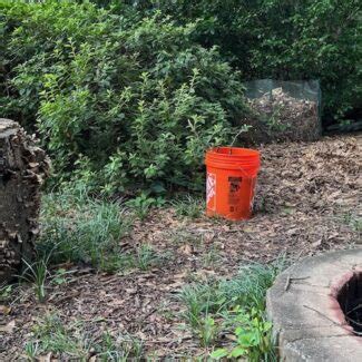 Mosquito Bucket Of Death In The Backyard Energy Vanguard