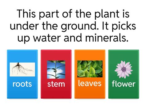 Soft Stem Plants Quiz