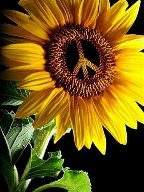Pin By Joy Bautista On Sunflower Peace Sign Art Peace Art Sunflower Art