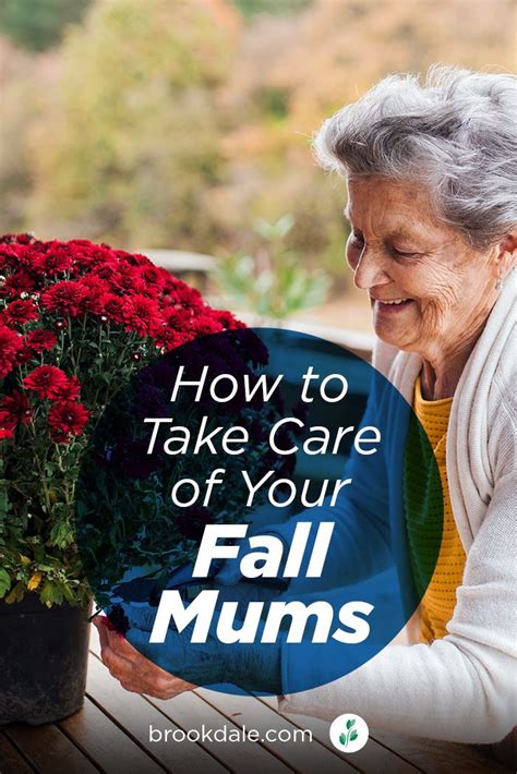 10 Tips For Fabulous Fall Mums Artofit