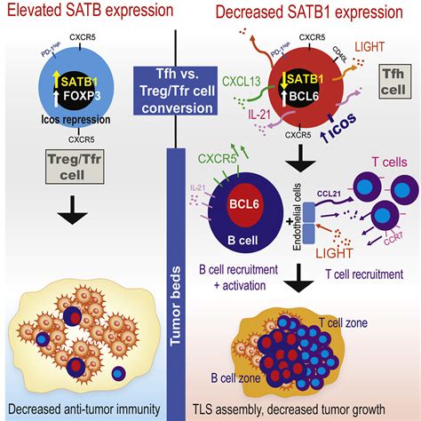 Tgf β Mediated Silencing Of Genomic Organizer Satb1 Promotes Tfh Cell Differentiation And
