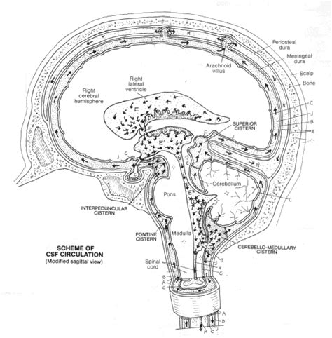 Mcq The Arachnoid Villi Responsible For Cerebrospinal Fluid Absorption
