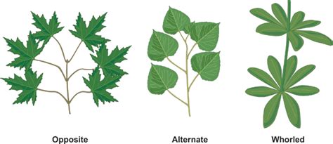 Tree Identification How To Use A Dichotomous Key Protocol