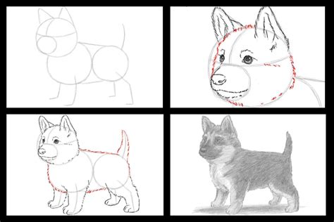 Как поэтапно нарисовать немецкую овчарку карандашом поэтапно для начинающих