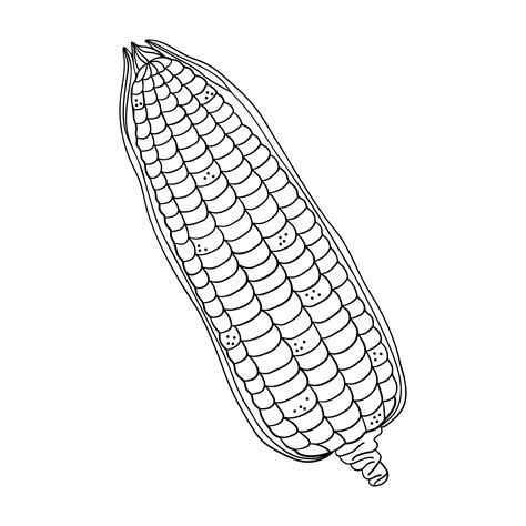 Premium Vector Hand Drawn Corn Cob Isolated On A White Background