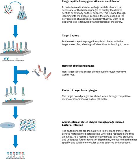 Phage Display Of Cyclized Clips™ Peptides Biosynth