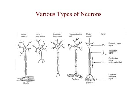 Lecture Artificial Neural Networks And Pattern Recognition