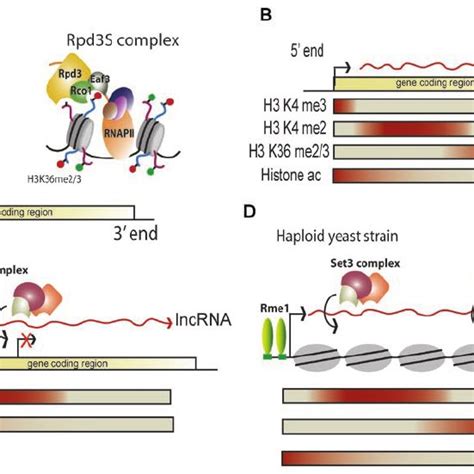 Long Non Coding Rna Lncrna Transcription Recruits Co Transcriptional