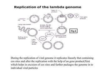 Structure Genome Organisation Gene Regulation Of Lambda Phage PPTX