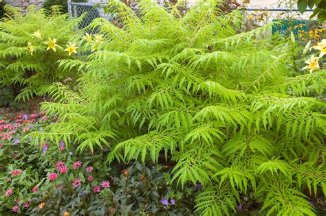 Tiger Eyes Sumac Care Guide Ontario Edition