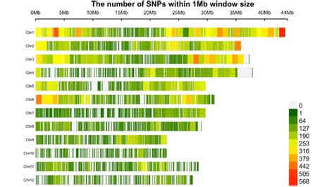 Snp Density Plot Chromosome Wise Representing Number Of Snps Within 1