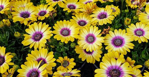 개화 국화과 꽃 꽃 장식 꽃꽂이 꽃무늬 꽃이 피는 꽃잎 노란색 녹색 다채로운 데이지 데이지 가족 따뜻한 무성한 밝은 번성하는 봄 선명한