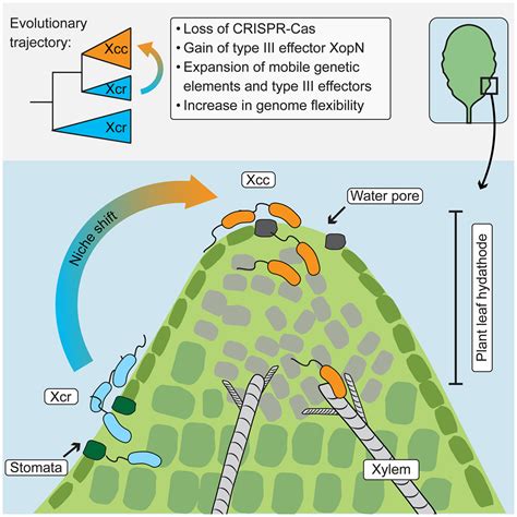 Evolution Of A Vascular Plant Pathogen Is Associated With The Loss Of Crispr Cas And An Increase