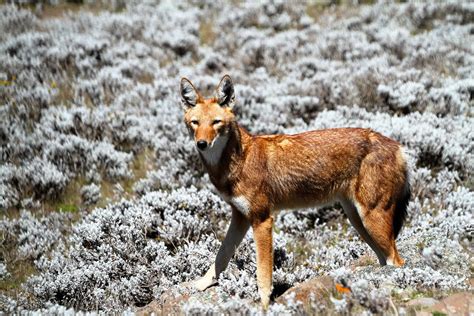 Ethiopian Animals African Safari Wildlife