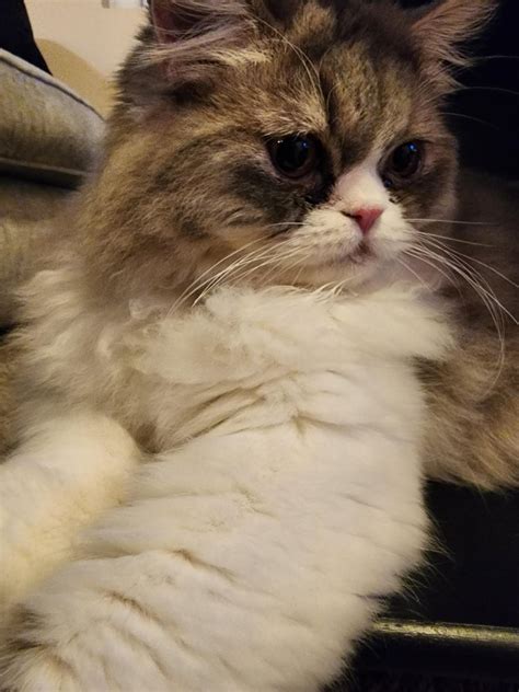 Before And After First Time With Catnip Rcats
