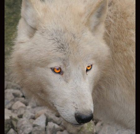 Amber Wolf Eyes