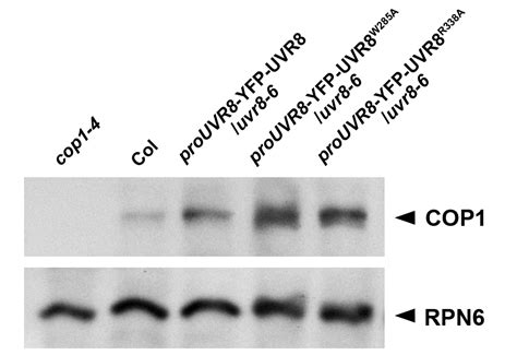 Photoactivated Uvr8 Cop1 Module Determines Photomorphogenic Uv B Signaling Output In Arabidopsis