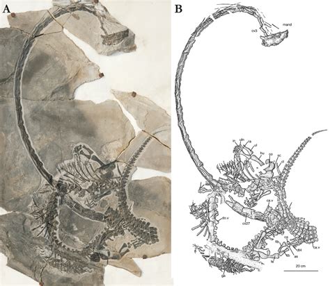Скамянілість названа китайським драконом датується 240 мільйонами років Техно