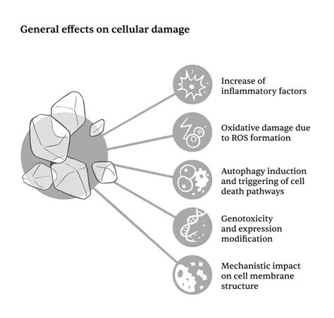 The General Influences Of Cytotoxicity Of TiO2 NPs On Eukaryotic Cells Download Scientific