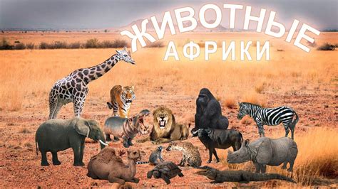 Африканские животные и их детёныши Звуки африканских животных Развивающее видео Youtube