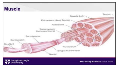 Skeletal Muscle Structure And Function Flashcards Quizlet