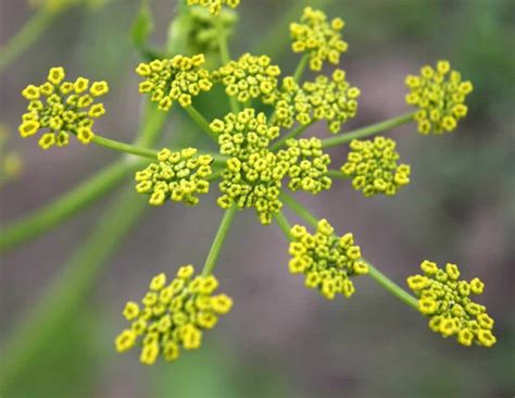 Parsnip Sowing Growing And Harvesting Parsnips