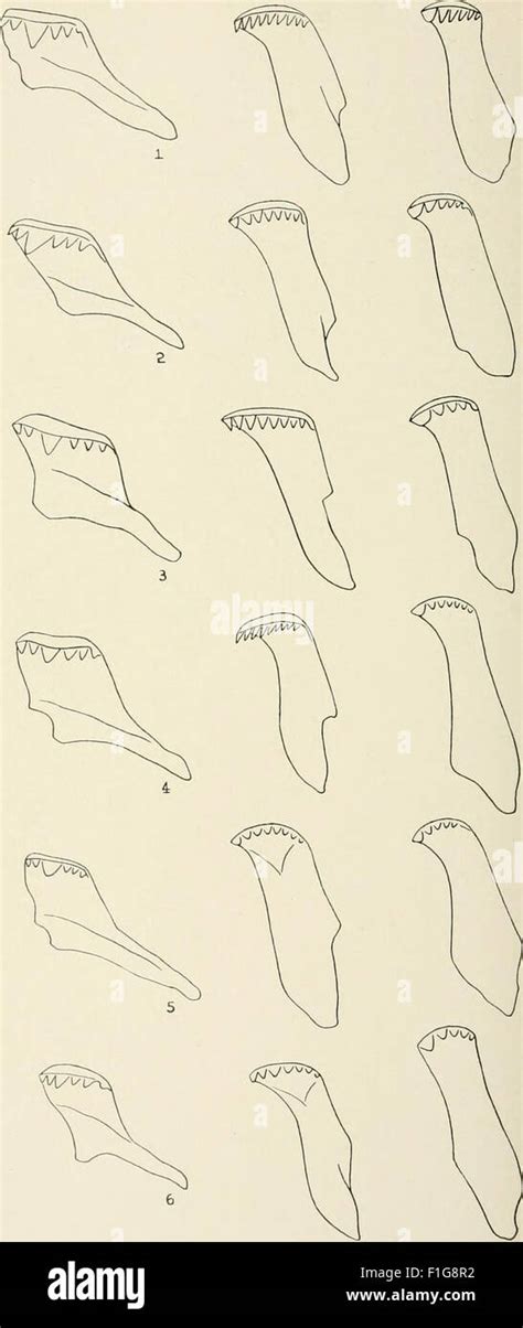 The Smithsonian Miscellaneous Collections 1937 Includes A Diverse Range Of Scientific Papers