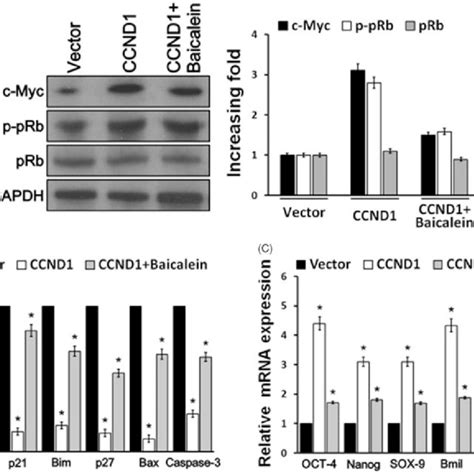 Baicalein Targeted Ccnd1 Via Wnt Signaling Pathway A The Expression