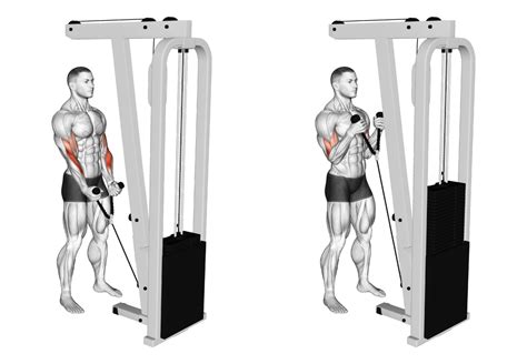 Bicep Exercises For Men